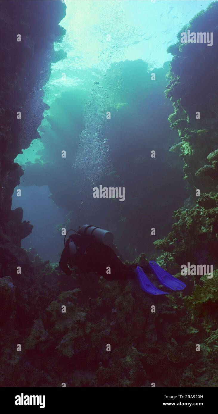 Scuba diver swims inside of coral canyon on sunny day in bright ...
