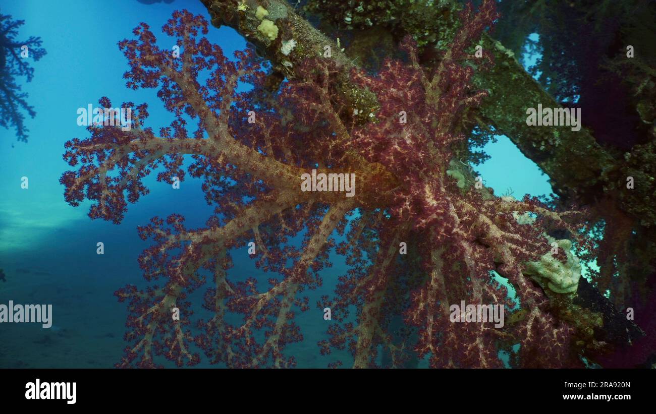 Bright multi-colored Soft Coral Dendronephthya hang in clusters from ...
