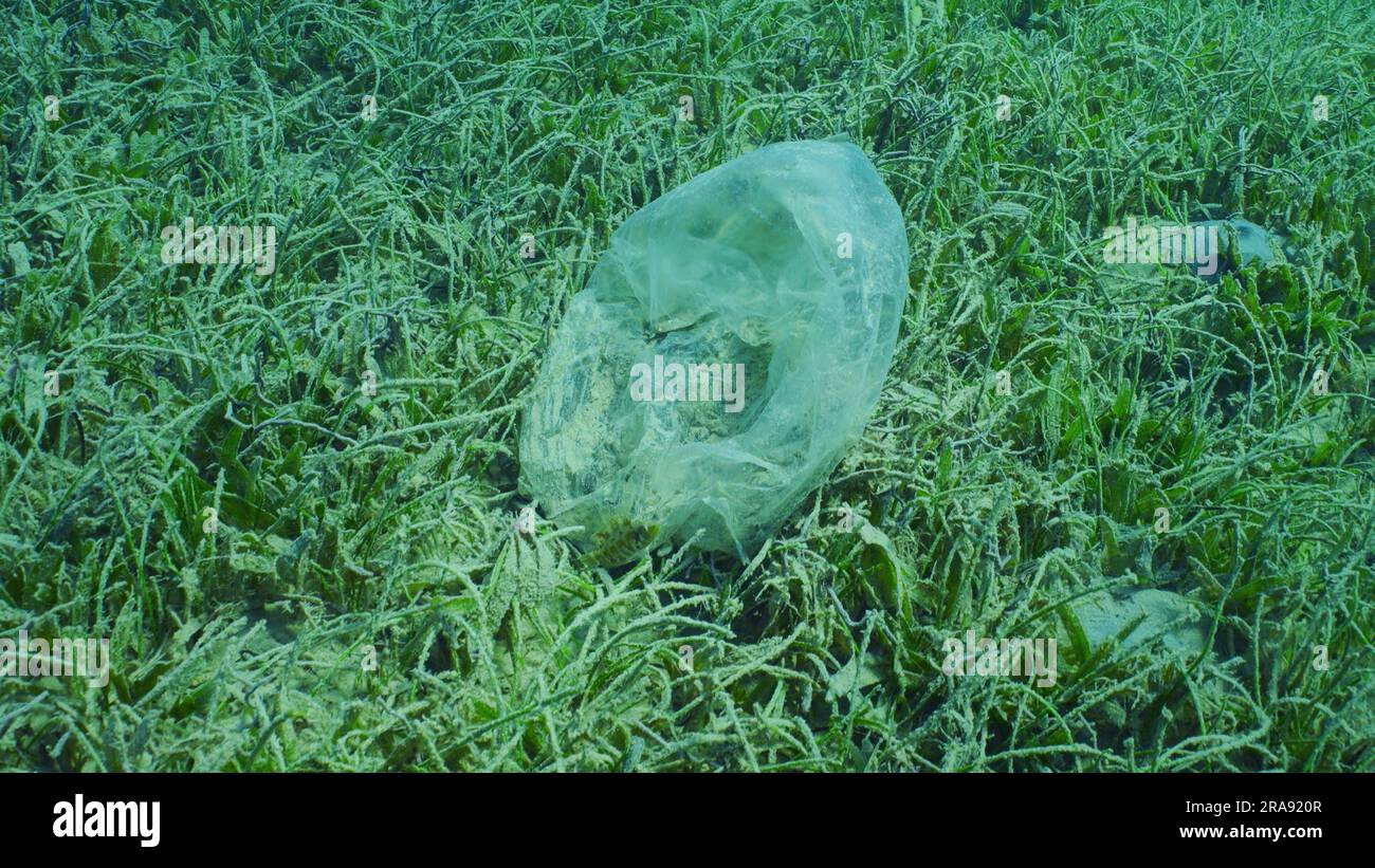 Old disposable plastic bad lies on seagrass meadow on Round Leaf Sea ...
