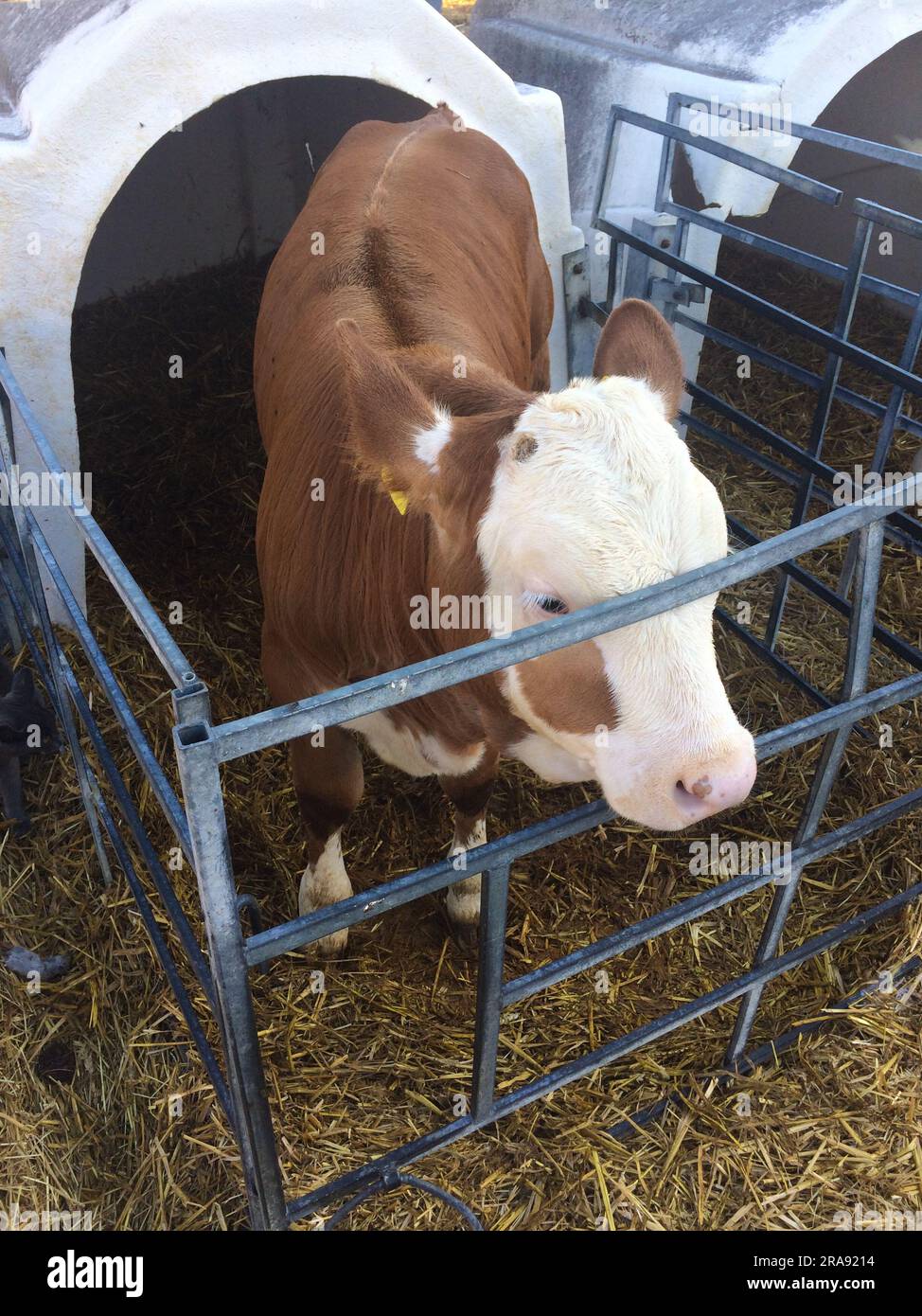 Calf house box hi-res stock photography and images - Alamy