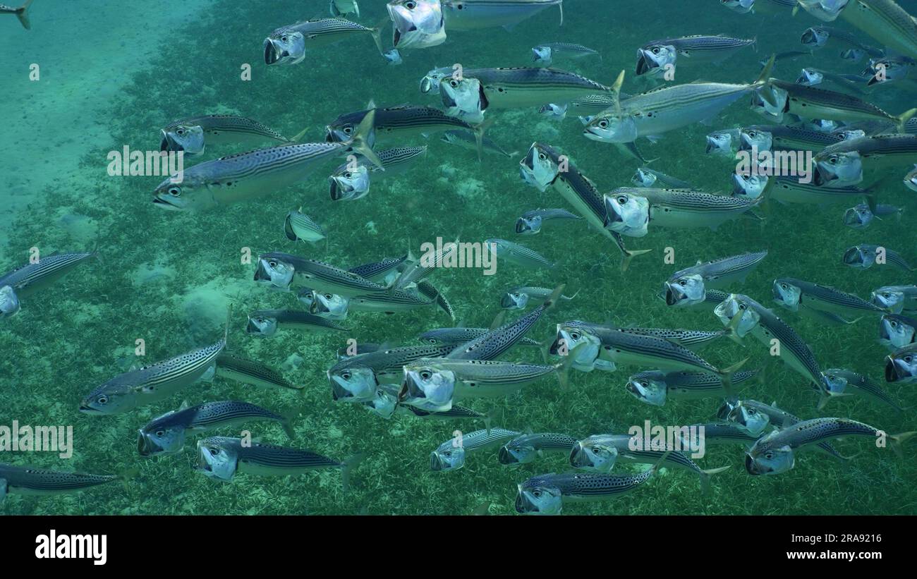 Top view on shoal of Striped Mackerel or Indian Nackerel (Rastrelliger ...