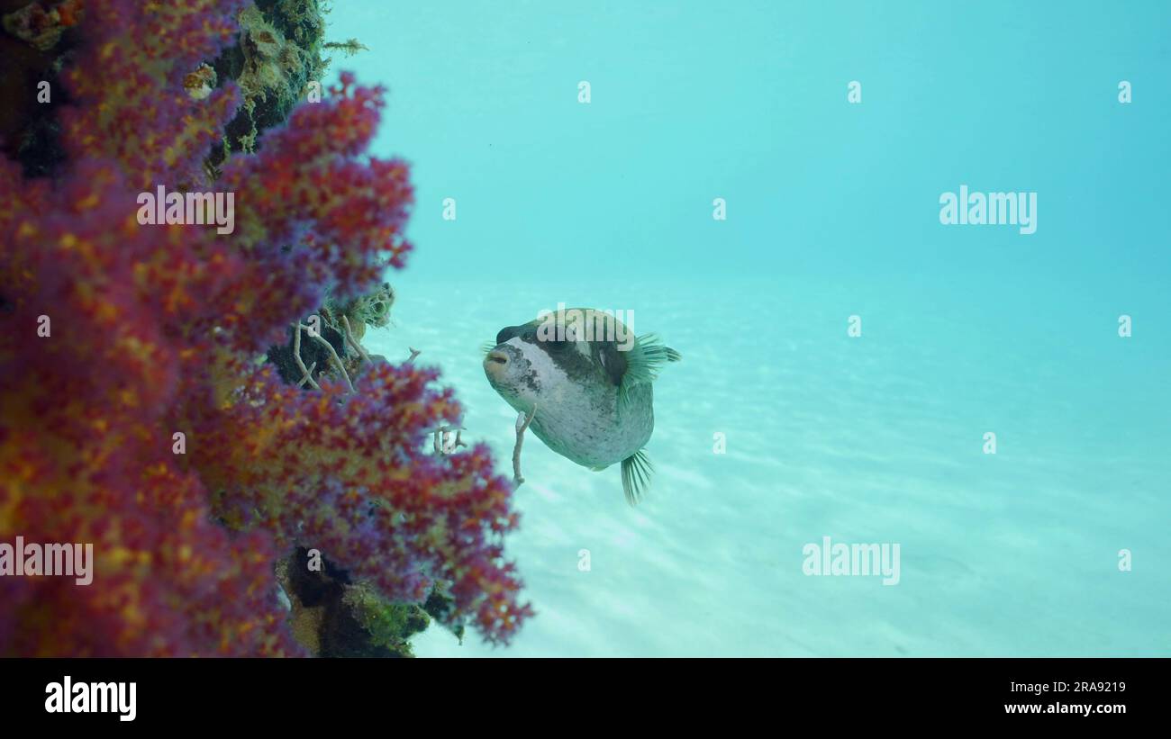 Puffer fish swims next to coral-covered pier. Masked Puffer (Arothron ...