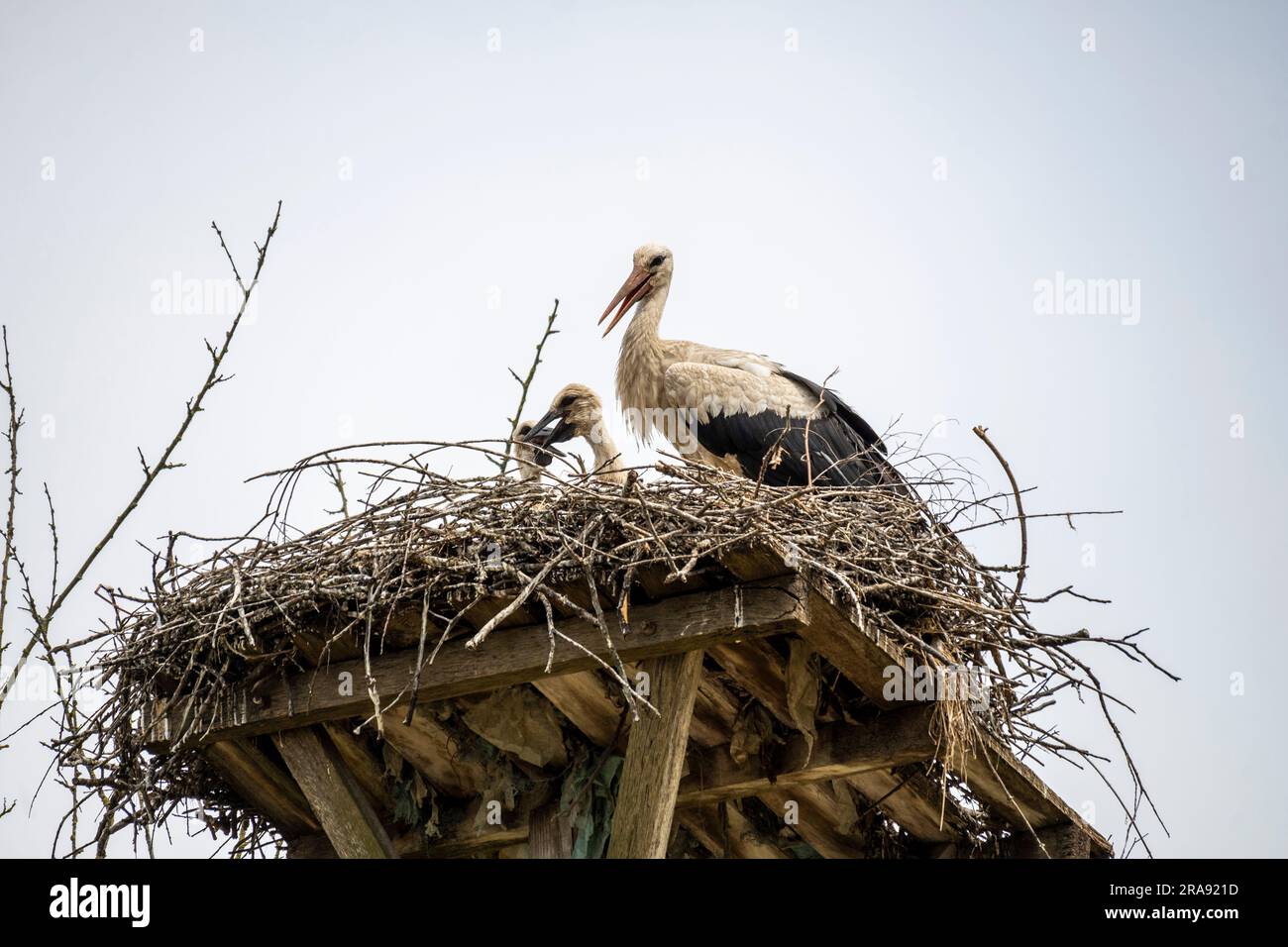 White stork population croatia hi-res stock photography and images - Alamy