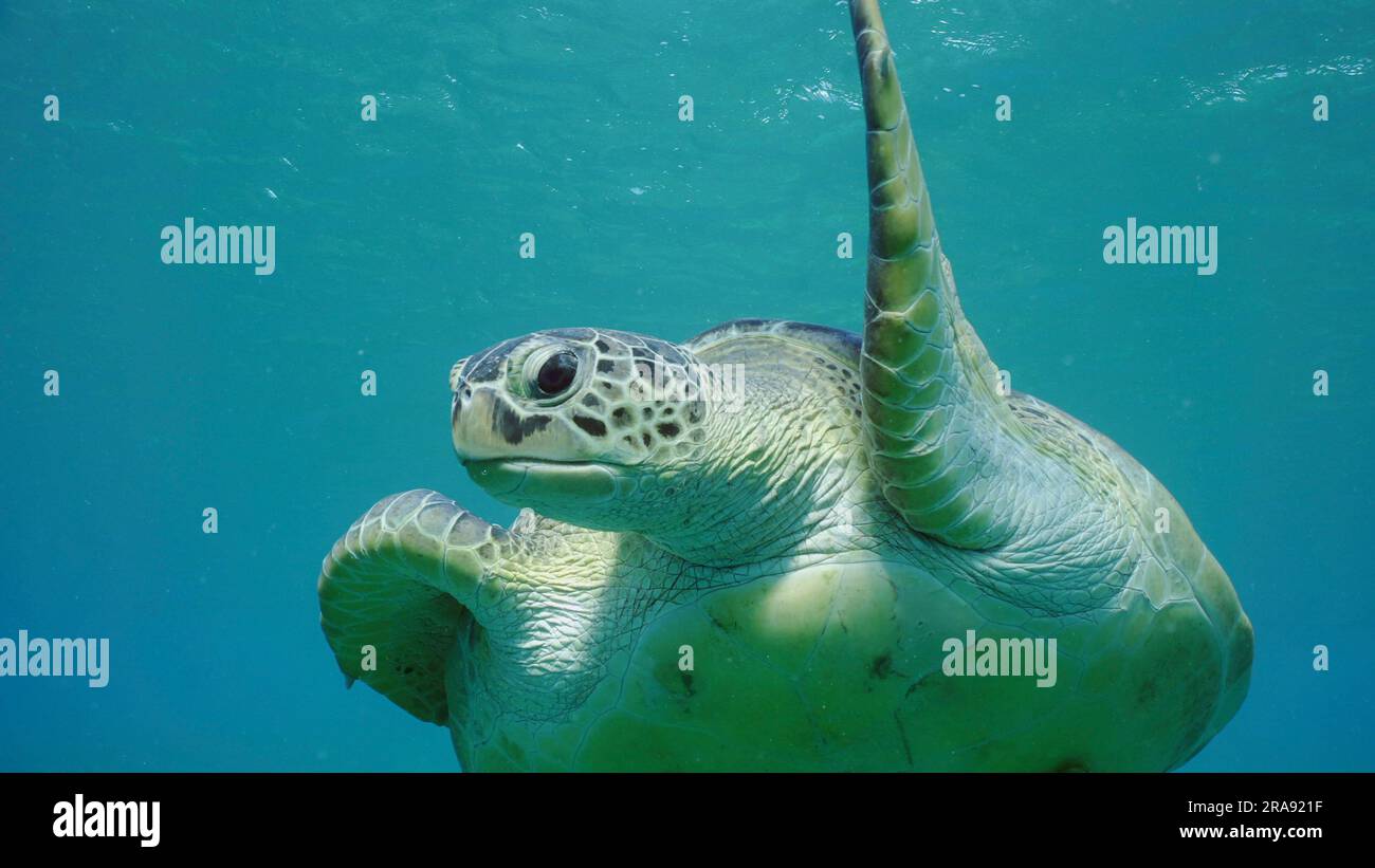 Close-up of Great Green Sea Turtle (Chelonia mydas) with Remora fish ...
