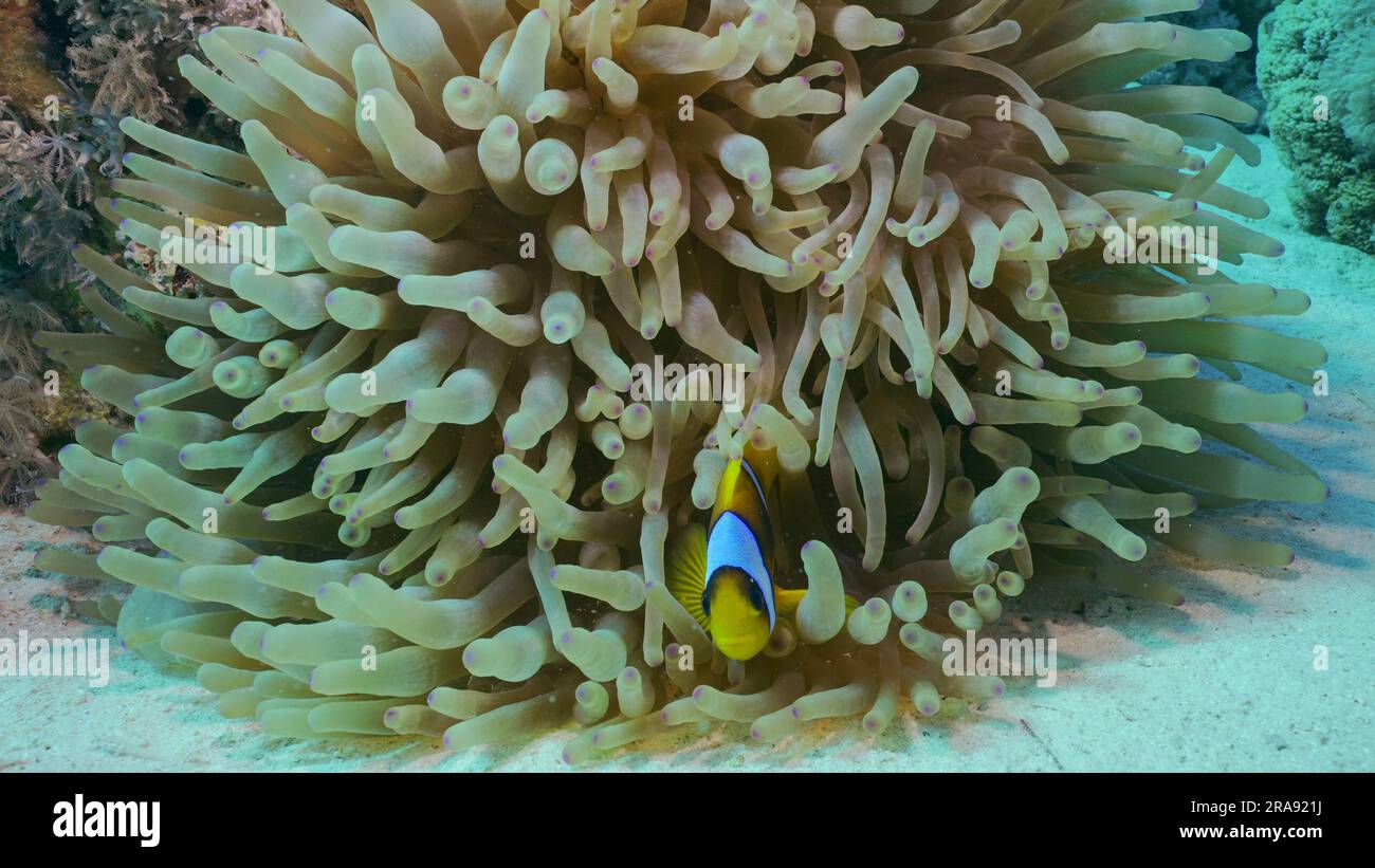 Red Sea Clownfish or Threebanded Anemonefish (Amphiprion bicinctus ...