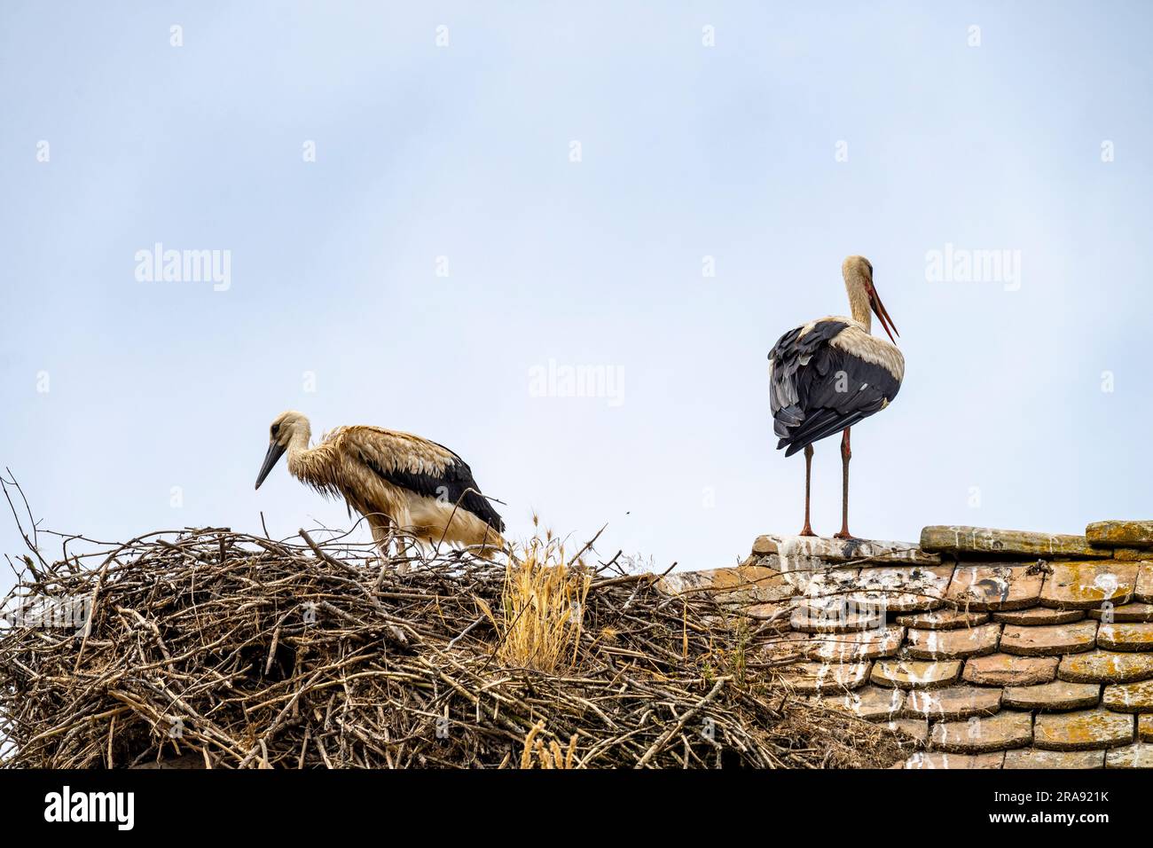 White stork in nest made from branches on the roof of traditional ...