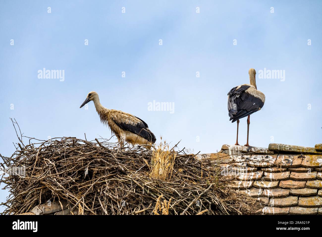 White stork in nest made from branches on the roof of traditional ...