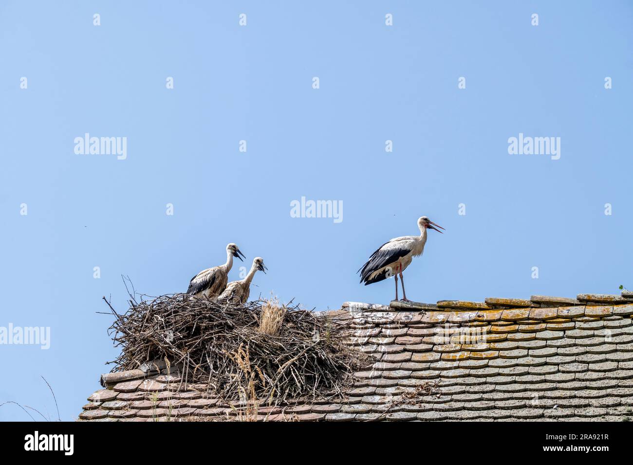 White stork in nest made from branches on the roof of traditional ...