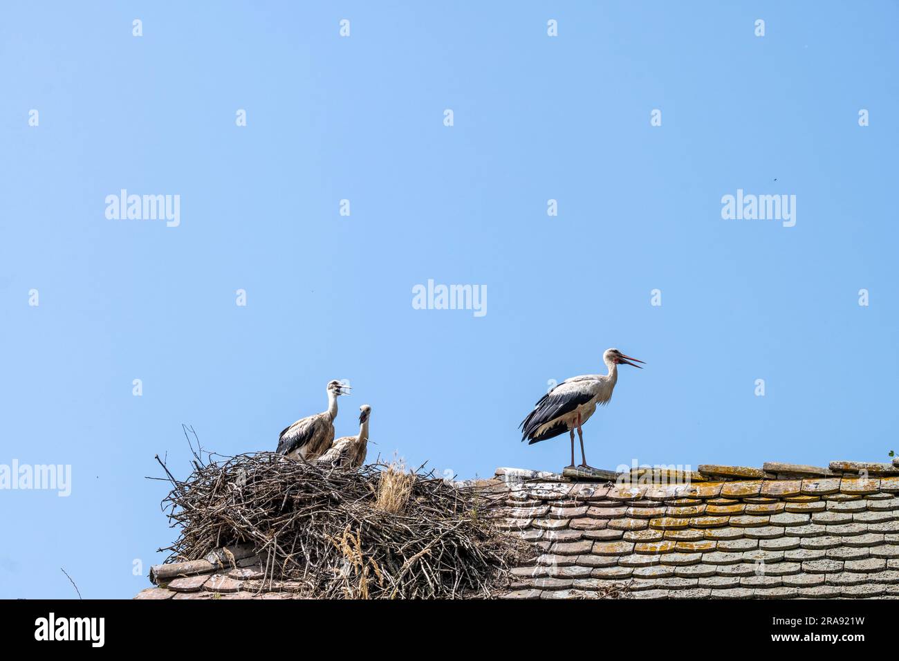 White stork in nest made from branches on the roof of traditional ...
