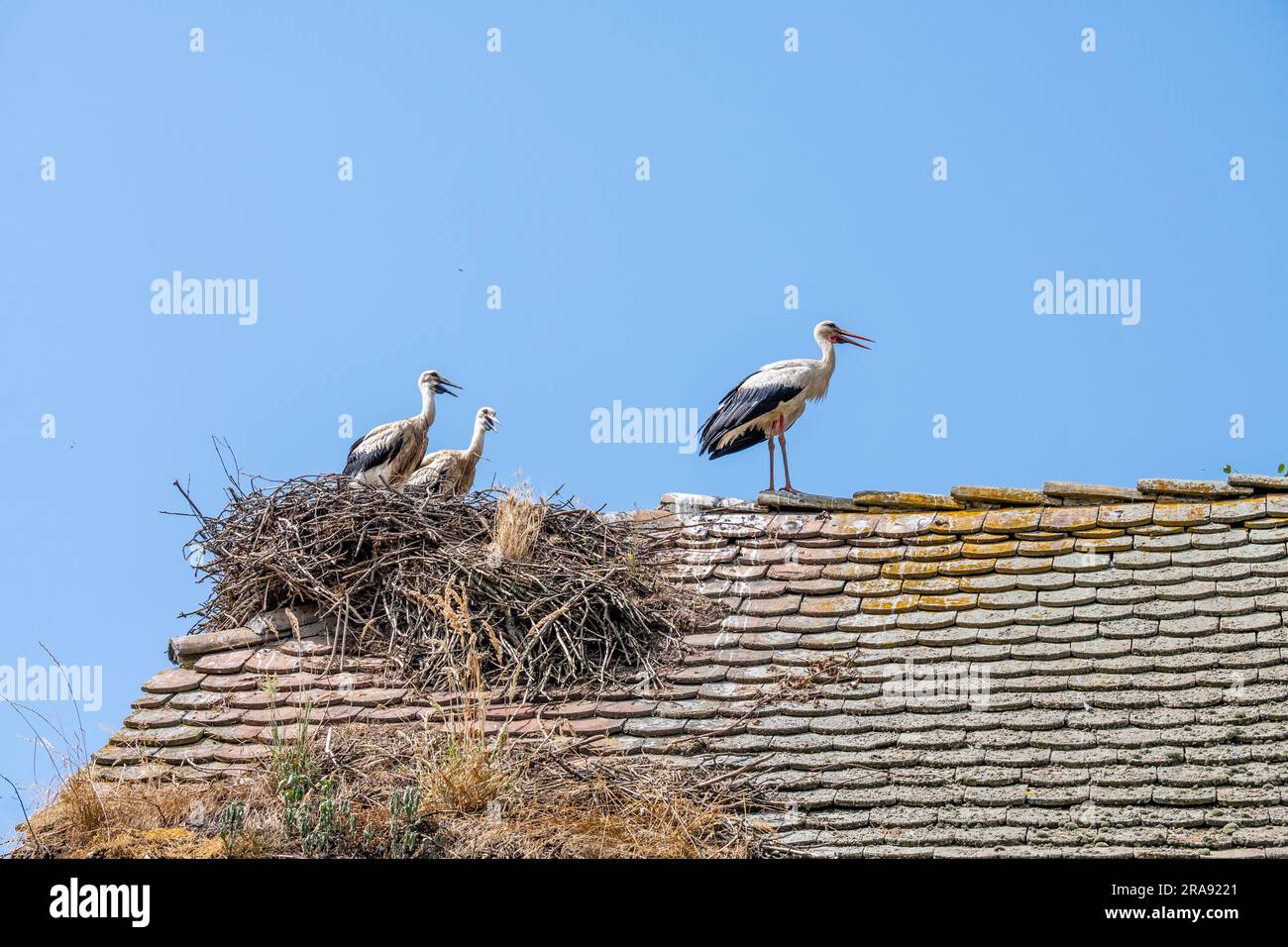 White stork in nest made from branches on the roof of traditional ...