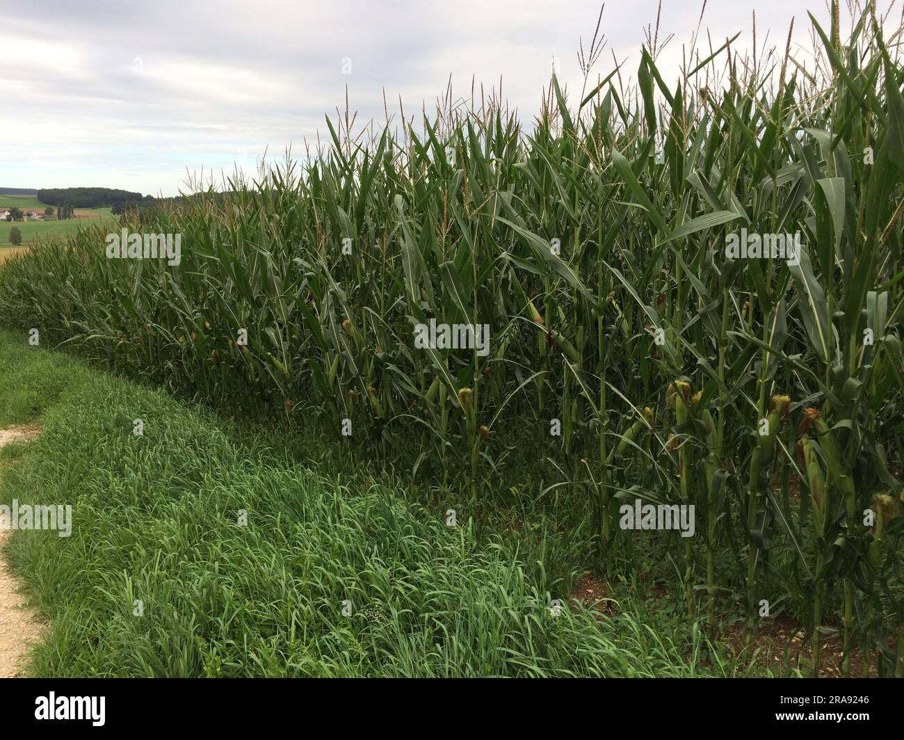 maize corn seedling in the agricultural plantation in germany Stock ...