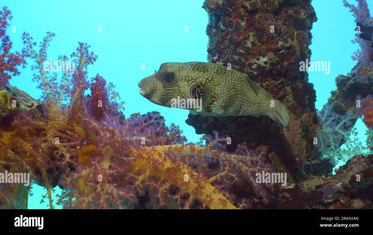 Close-up of Broadbarred Toadfish or White-spotted puffer (Arothron ...