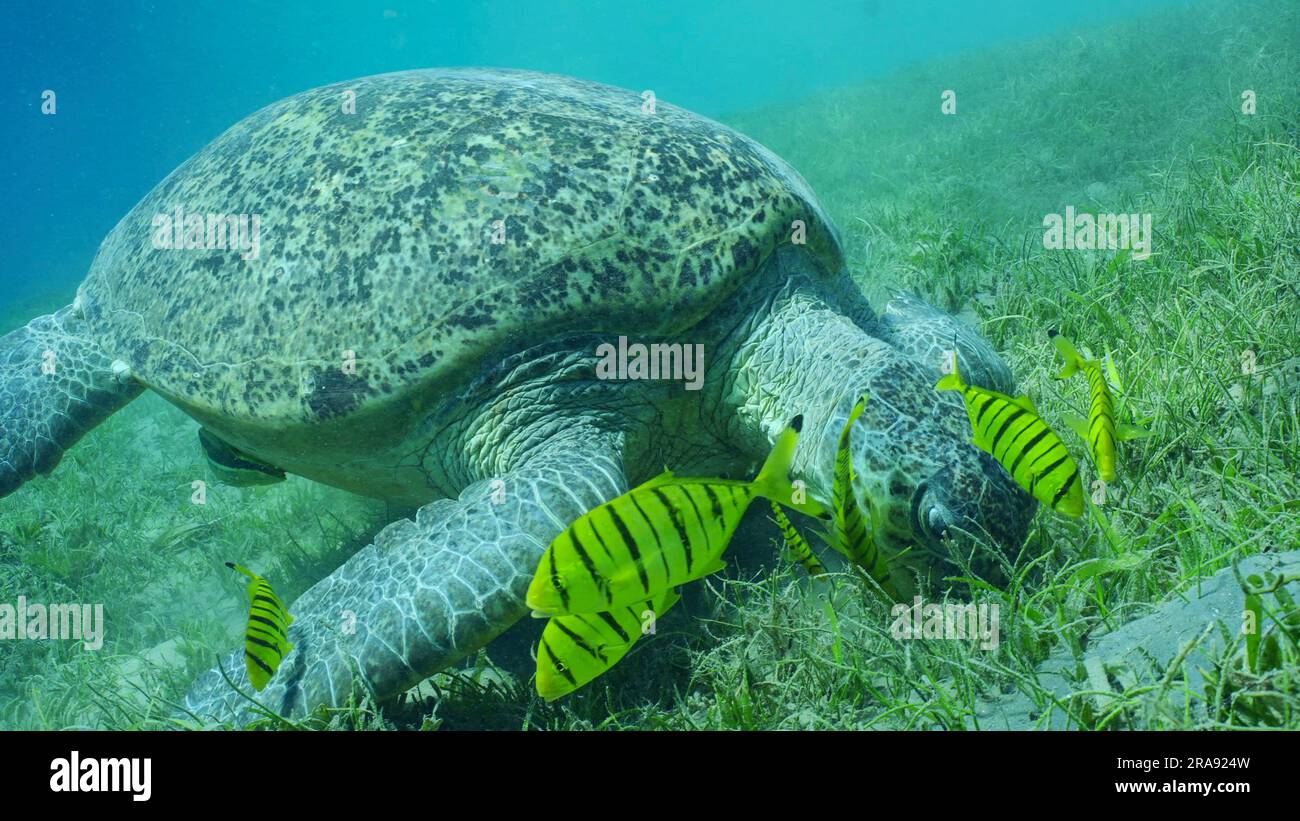 Turtle eating fish hi-res stock photography and images - Alamy
