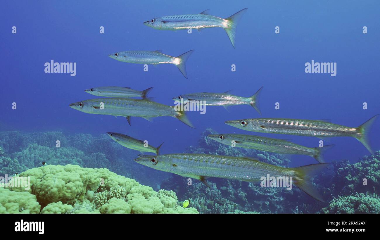 Group of Yellow-tail Barracuda (Sphyraena flavicauda) swims in the deep ...