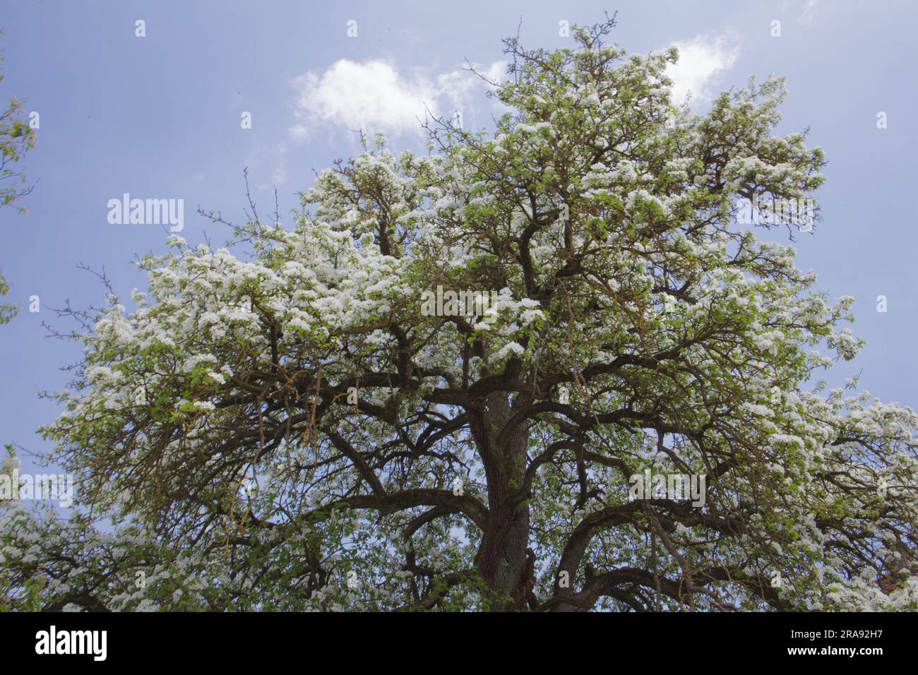 Old pear tree with many white flowers under blue sky with cumulus ...
