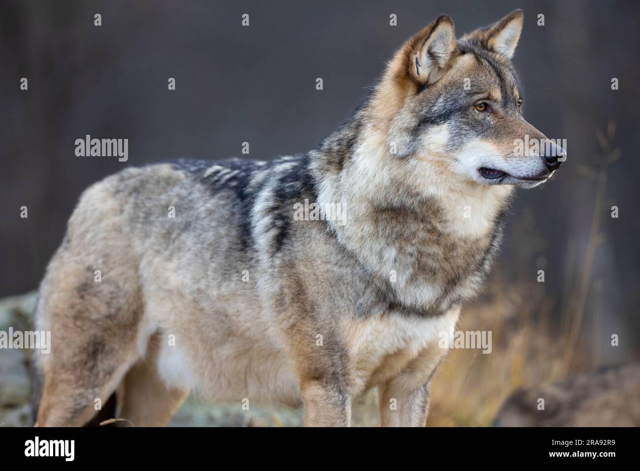 Grey wolf on alert hi-res stock photography and images - Alamy