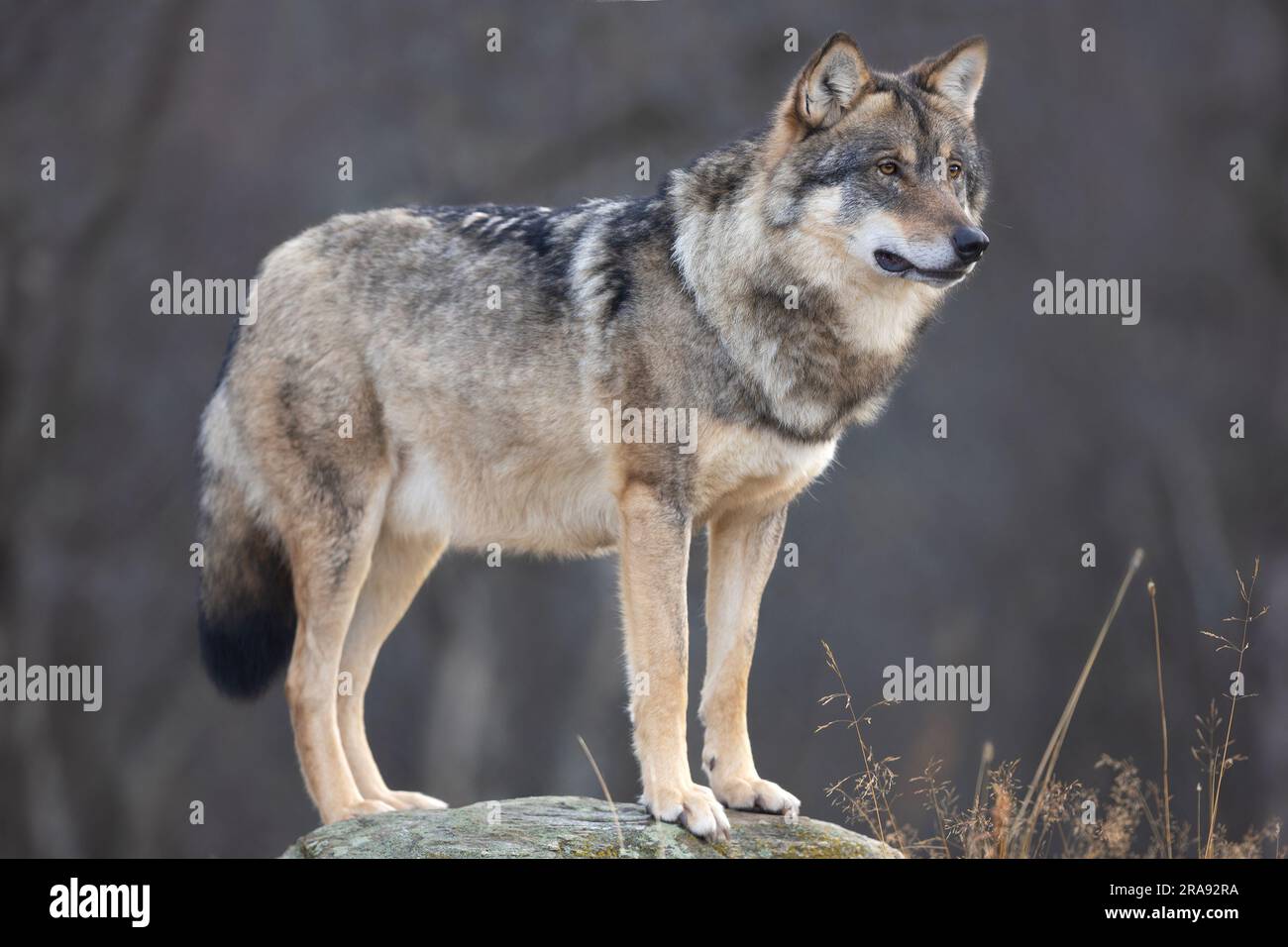Large male grey wolf standing on a rock in the forest Stock Photo - Alamy