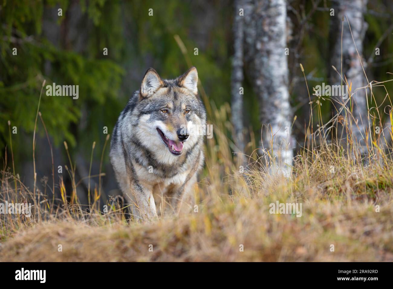 Large adult male grey wolf hi-res stock photography and images - Alamy