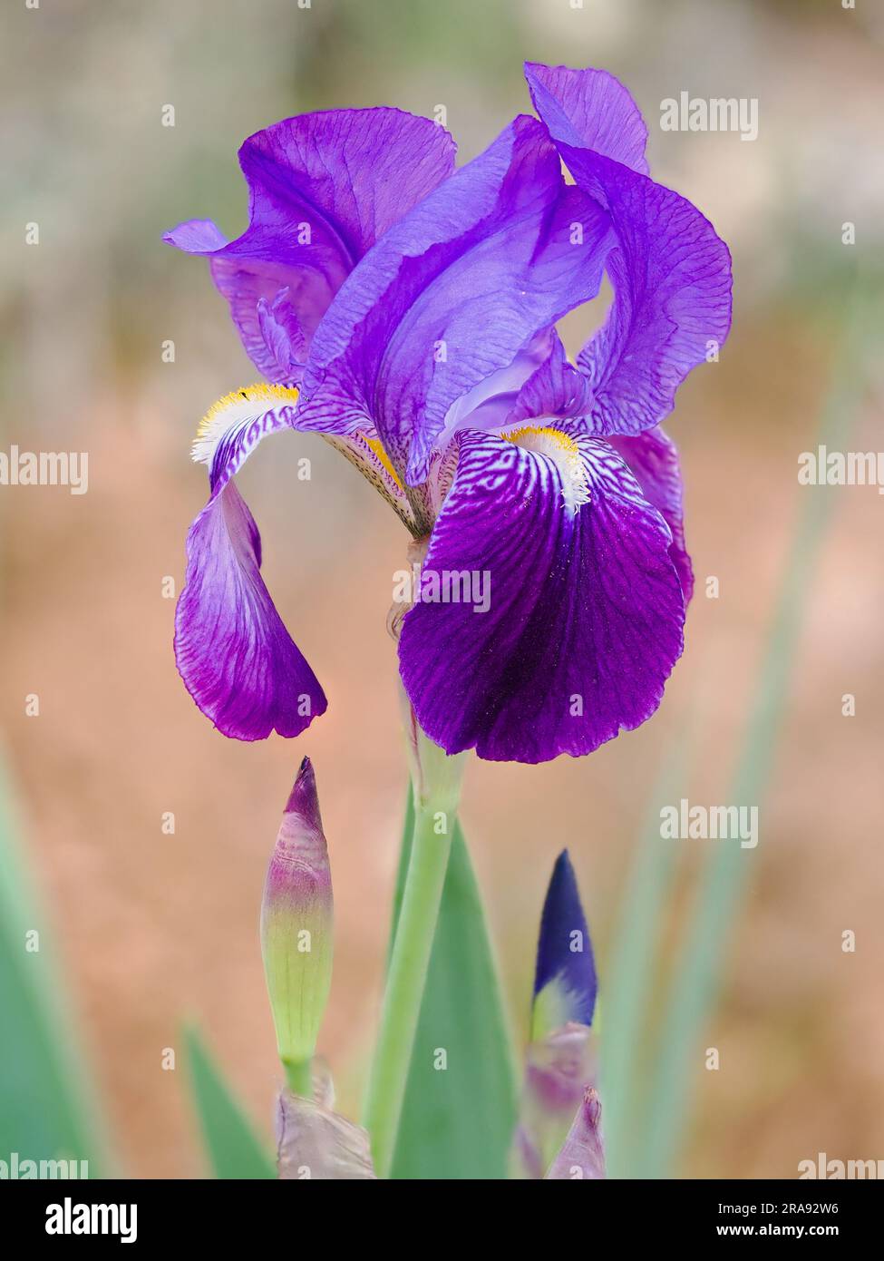 Open blue iris flower isolated in field Stock Photo - Alamy