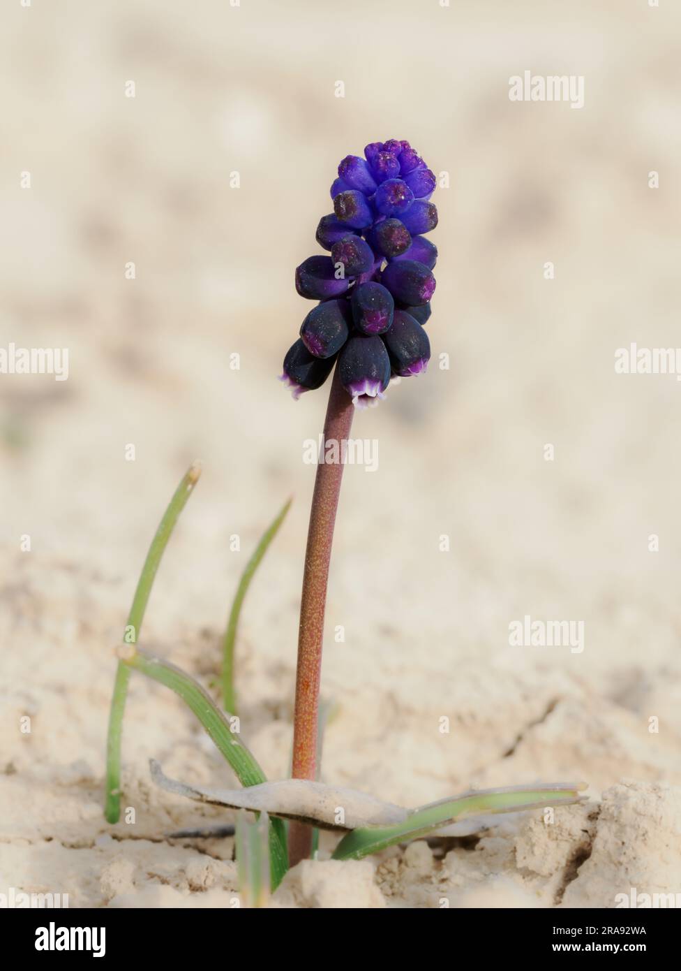 Flowers of Nazarenes in a dry land Stock Photo - Alamy