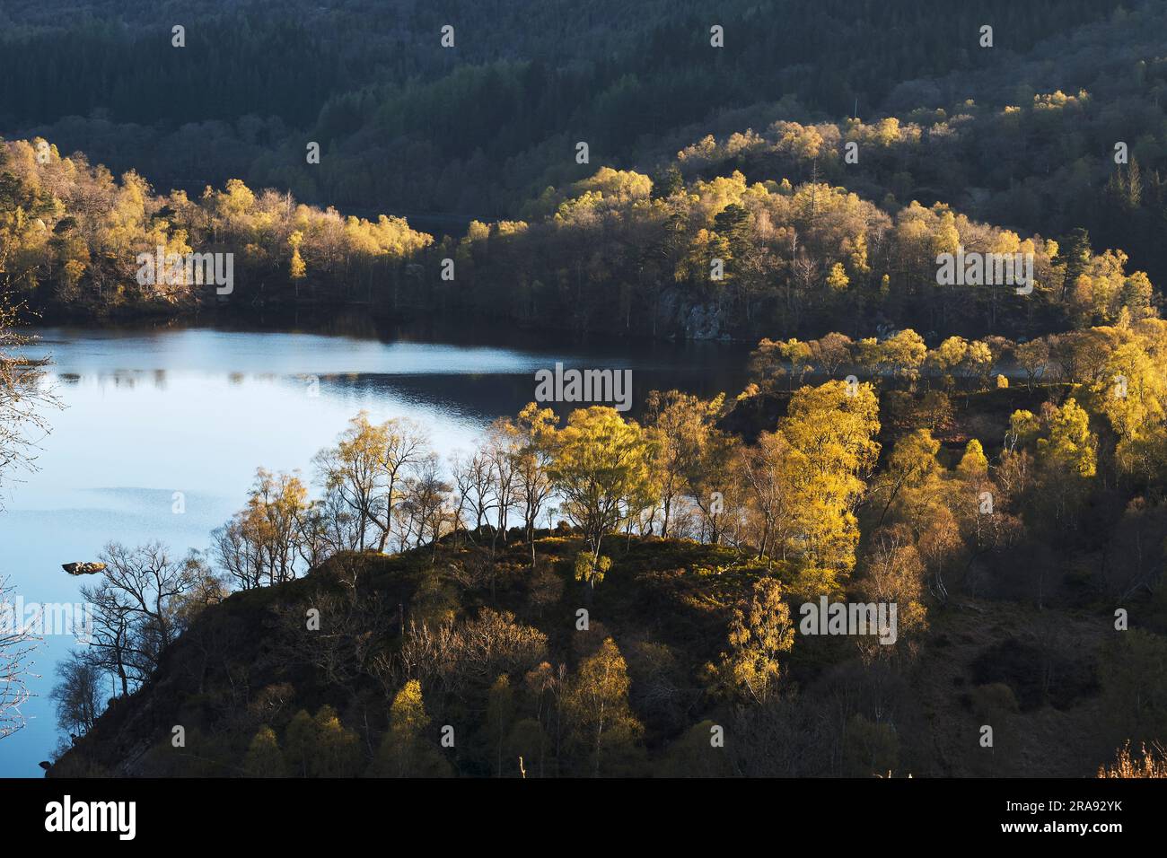 Birch and Hazel trees against the background of Ben Venue Lock Katrine ...