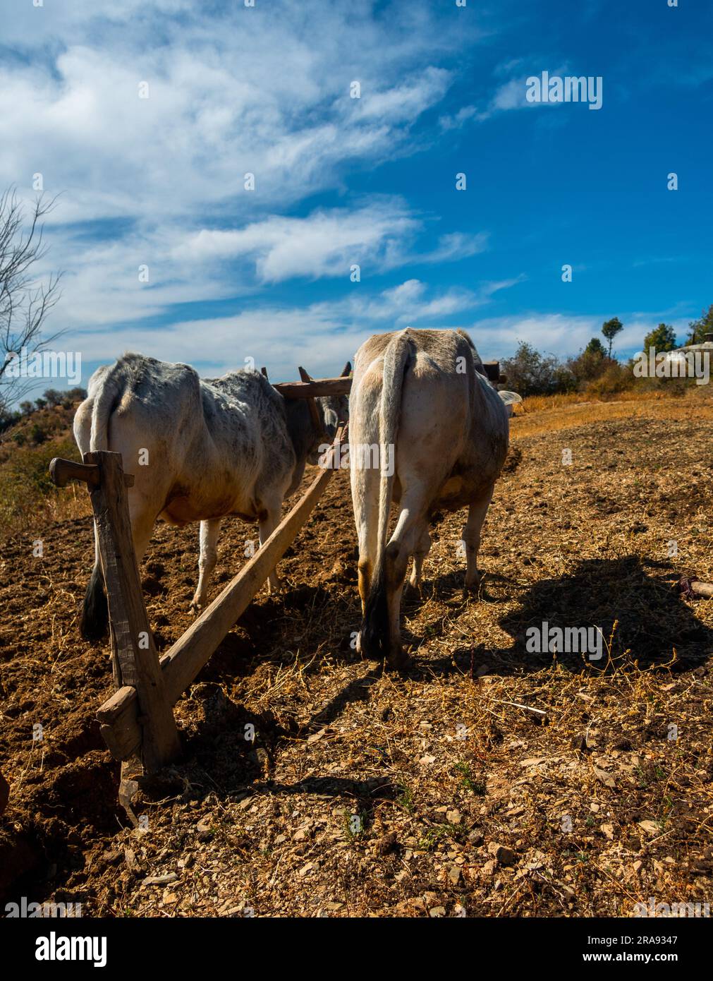 Traditional farming methods hi-res stock photography and images - Alamy