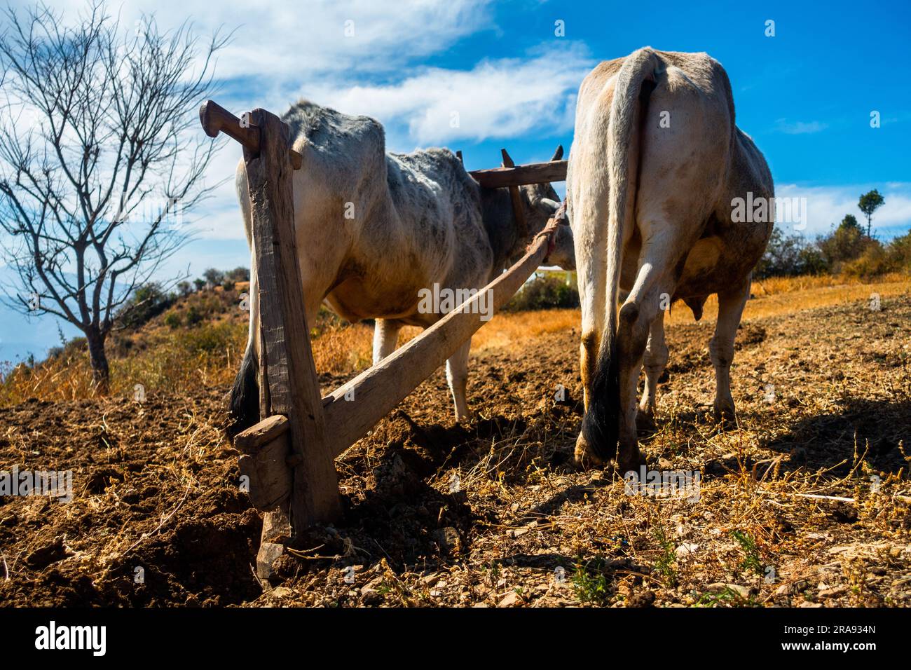 Crops in uttarakhand hi-res stock photography and images - Alamy