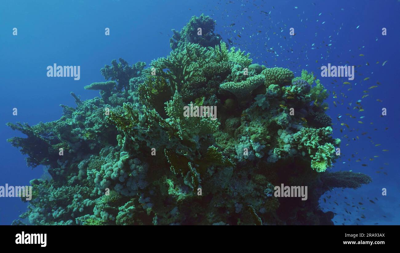 Red Sea, Egypt. 24th June, 2023. Beautiful tropical coral reef in coral ...