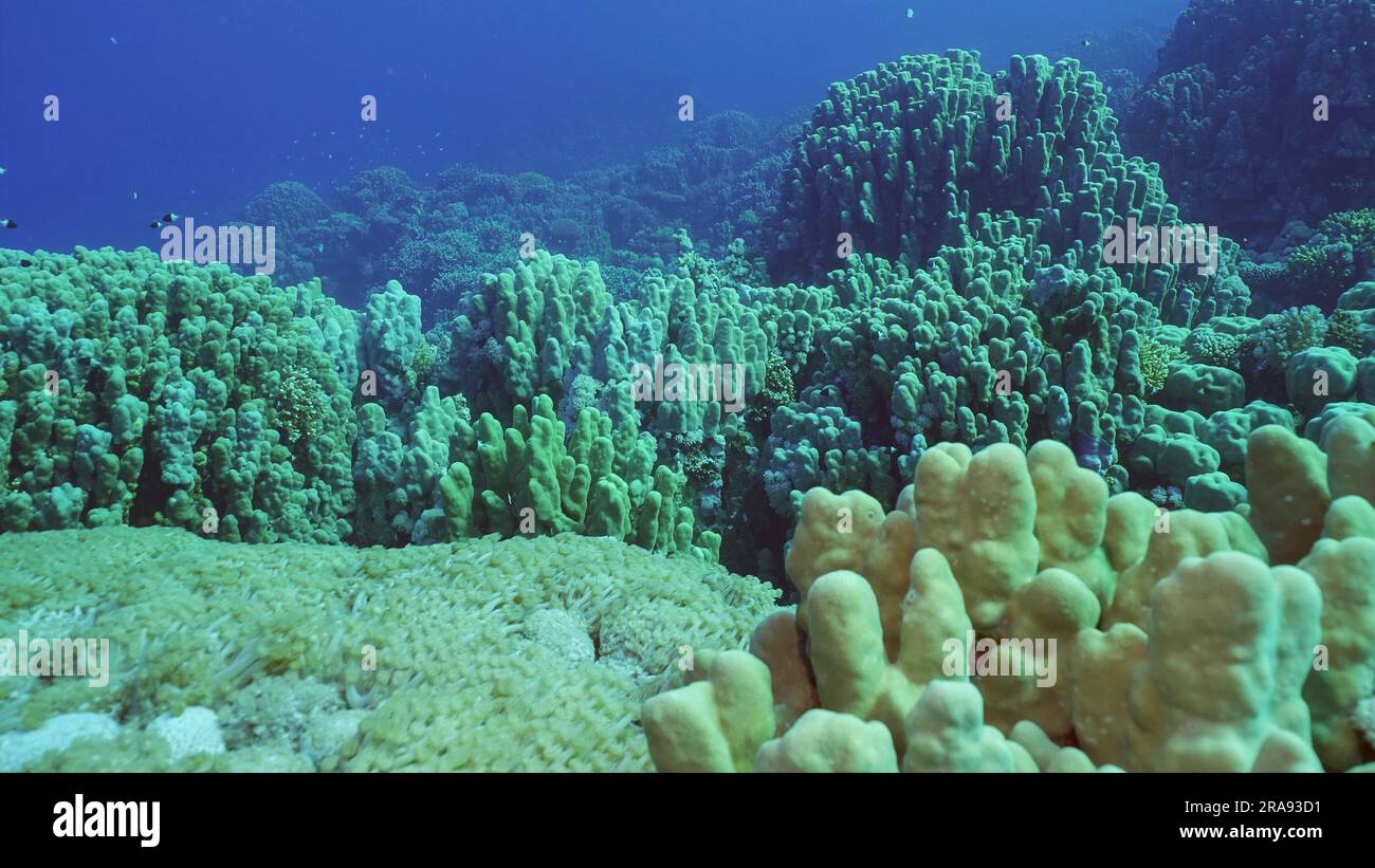 Red Sea, Egypt. 24th June, 2023. Hard corals colony Porites, tropical ...