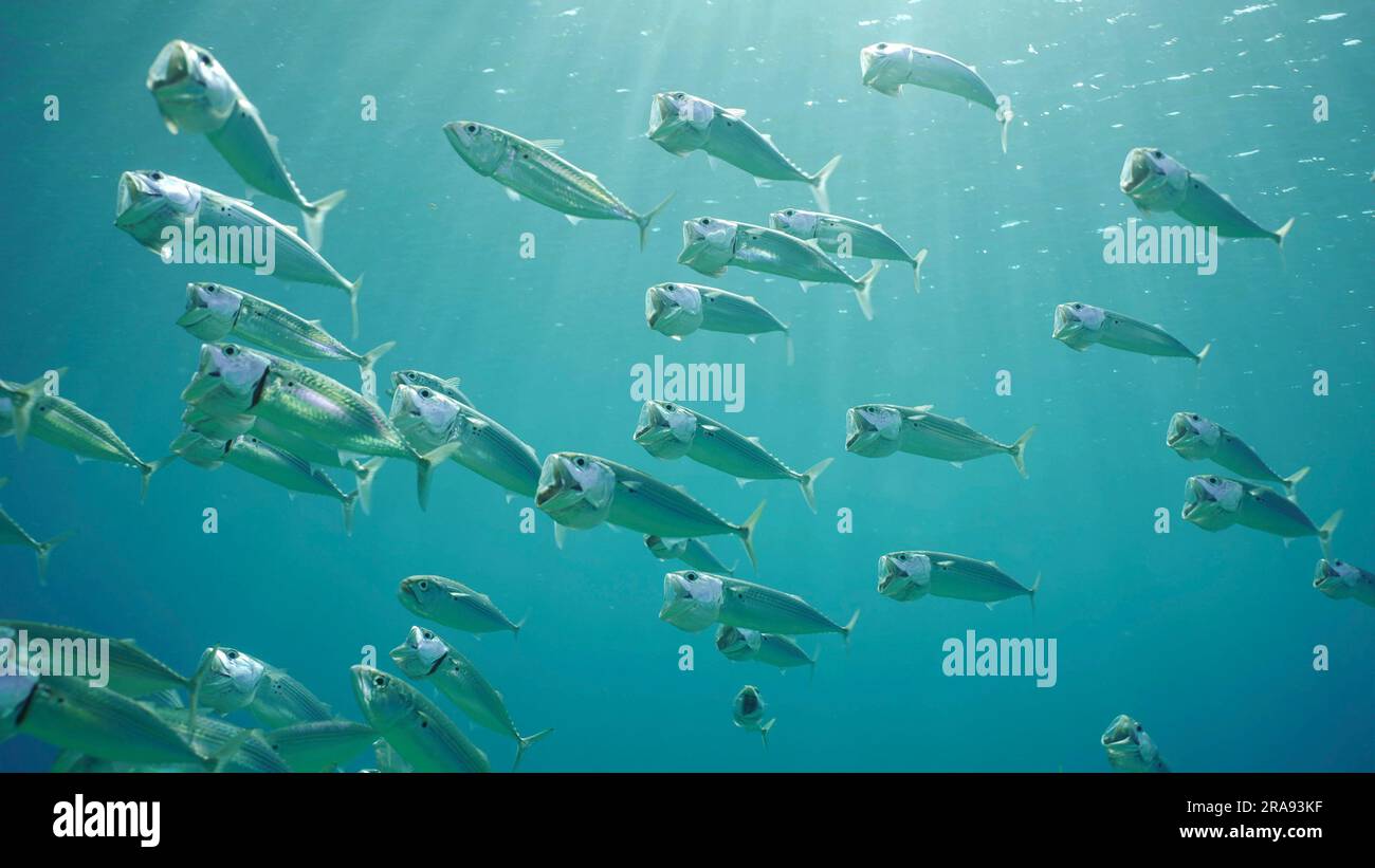 Filtering zooplankton hi-res stock photography and images - Alamy