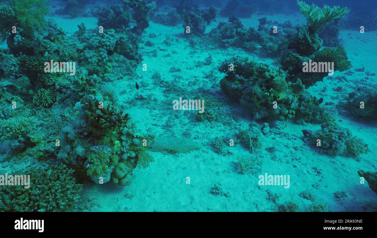 Red Sea, Egypt. 24th June, 2023. Plastic bottle lies on sandy bottom ...