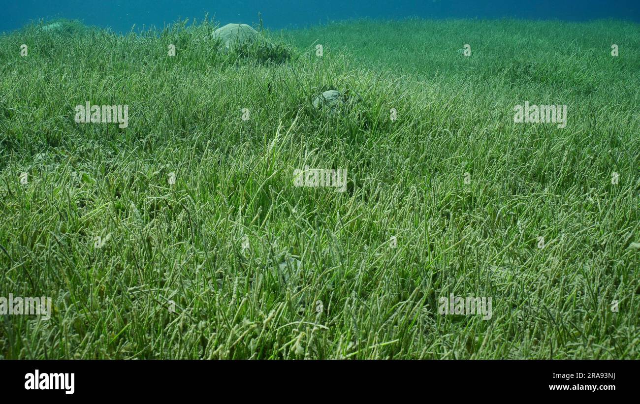 Manatee Grass Syringodium