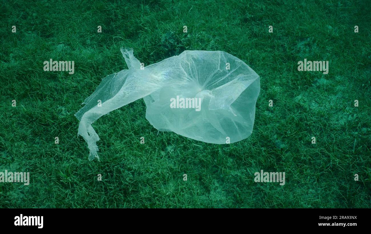 Seagrass bed pollution hi-res stock photography and images - Alamy