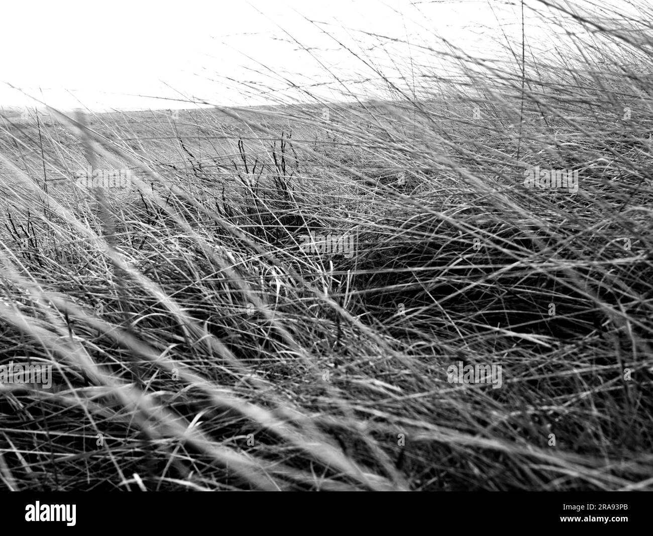 Windswept grasses hi-res stock photography and images - Alamy