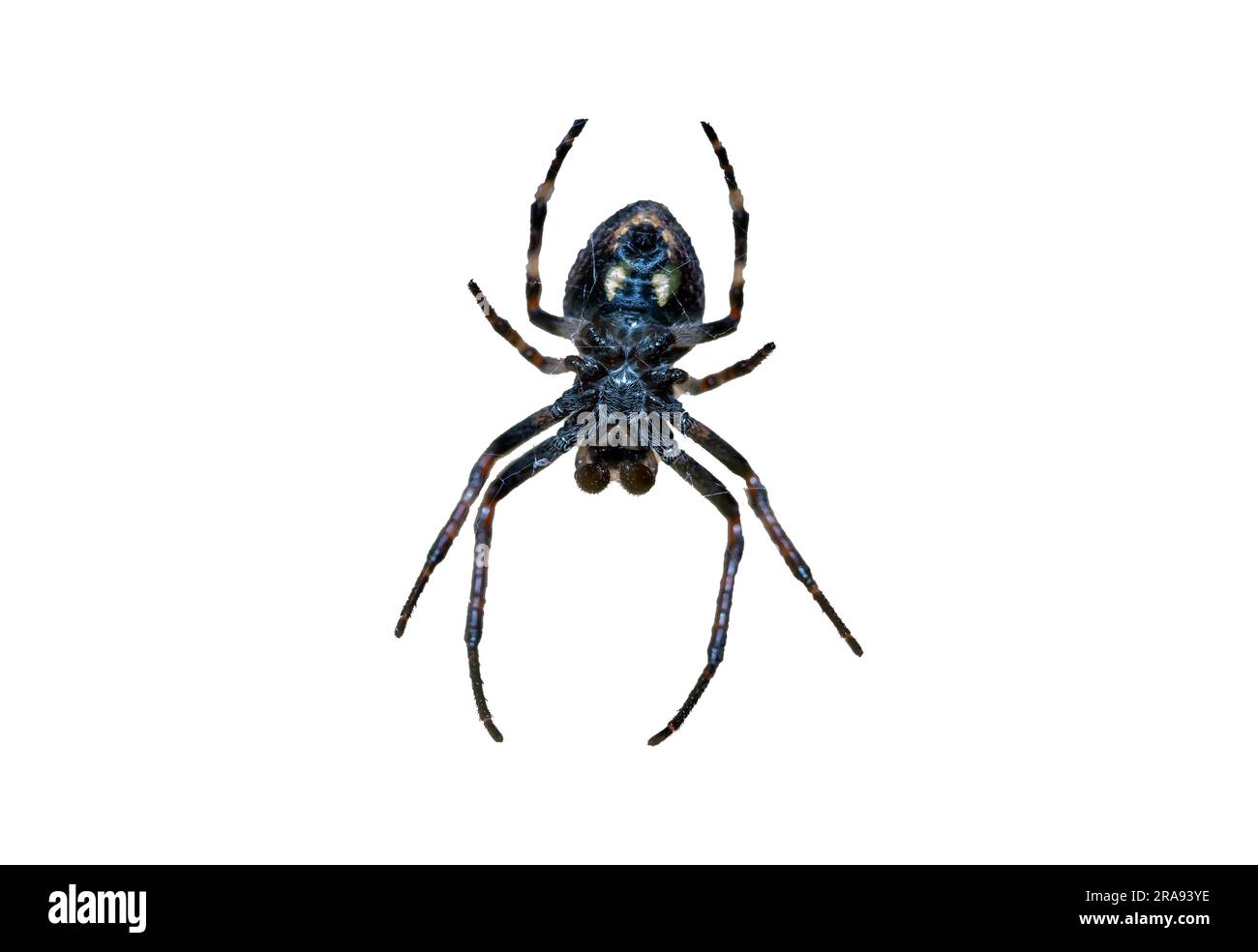 Macro spider shot Cut Out Stock Images & Pictures - Alamy