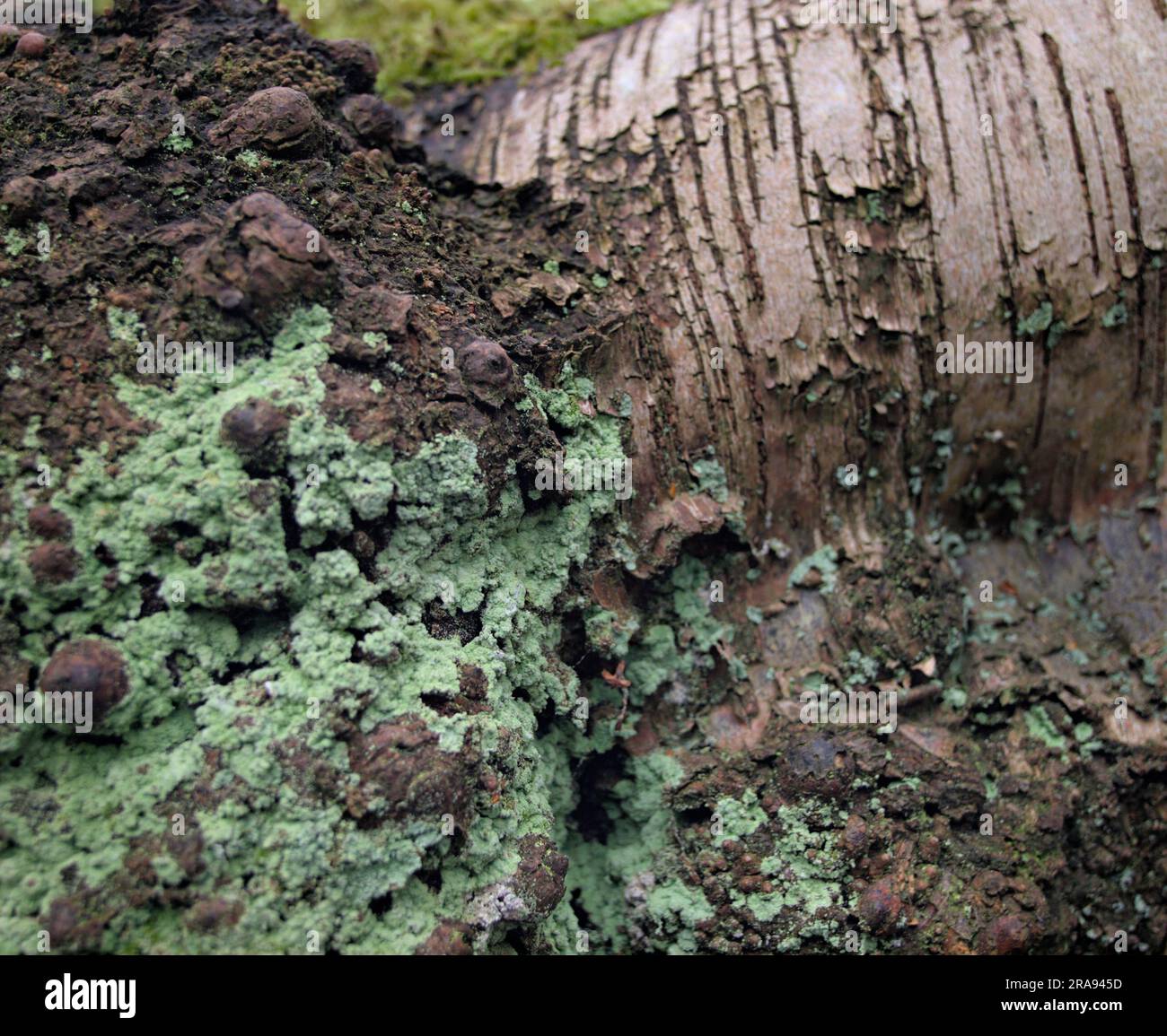 Lichen on Birch tree in Butter Nab / Delves Wood, Netherton ...