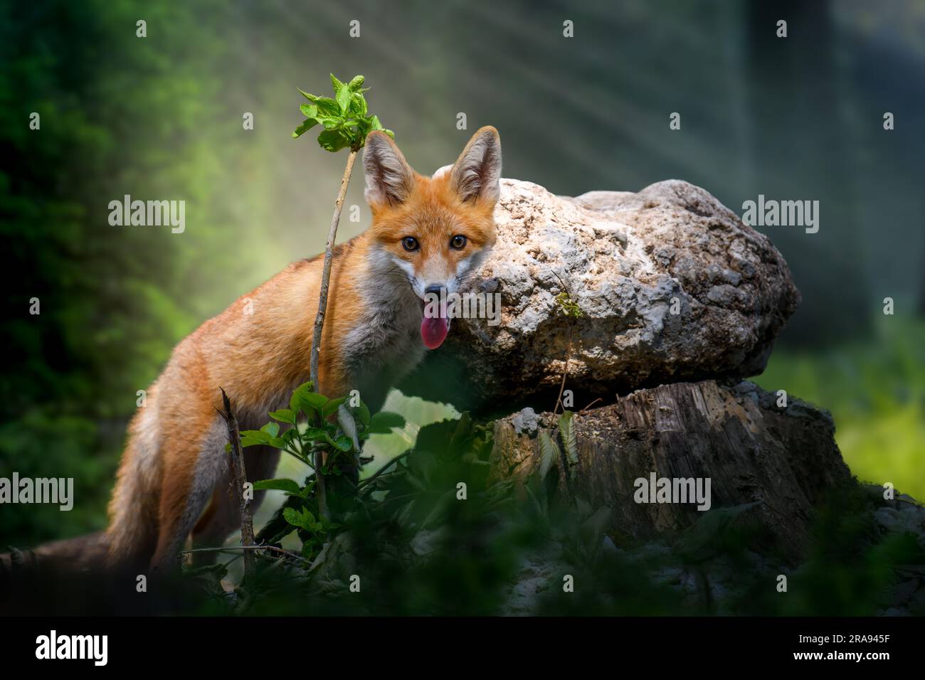 Young red fox (Vulpes vulpes) with branch near stone in mystical forest ...
