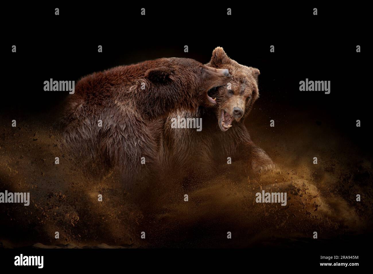 Two adult bears are fighting in the sand and dust on a dark background ...