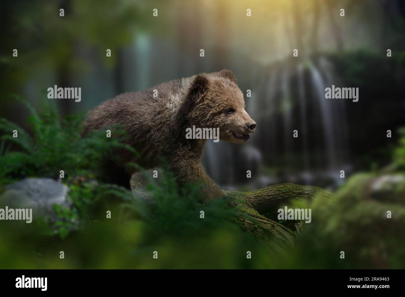 Young brown bear cub in the forest on waterfall background. Animal in ...