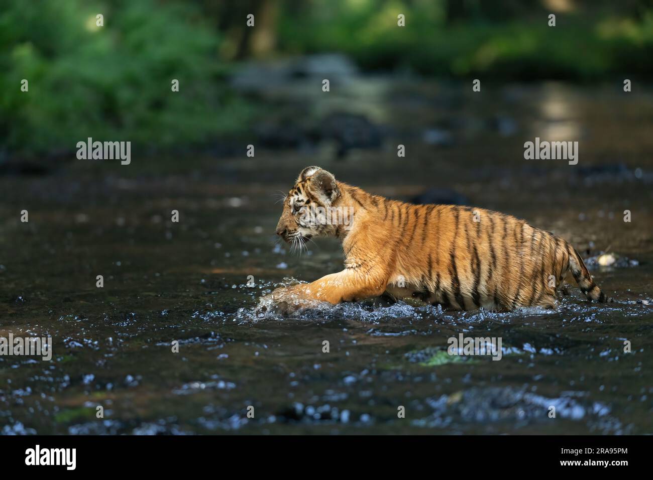 Side view of adorable cub of Bengal tiger running in the river ...