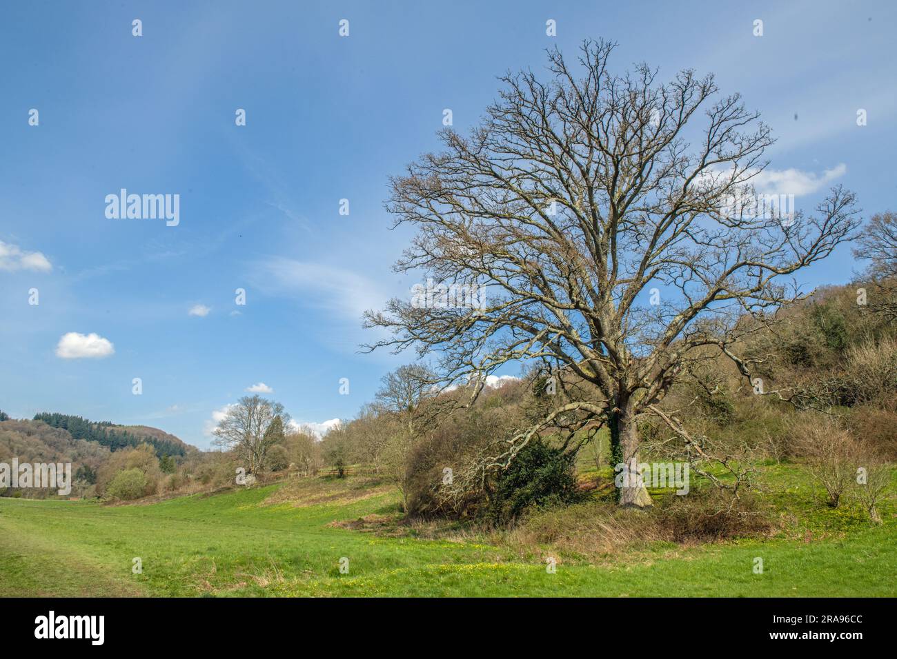 A walk along the English banks of the River Wye with a large oak tree ...