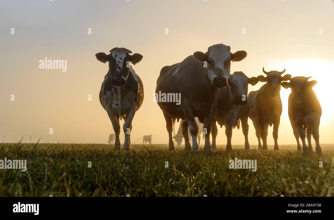 Cows herd on a foggy grass field during the summer at sunrise. A cow is ...