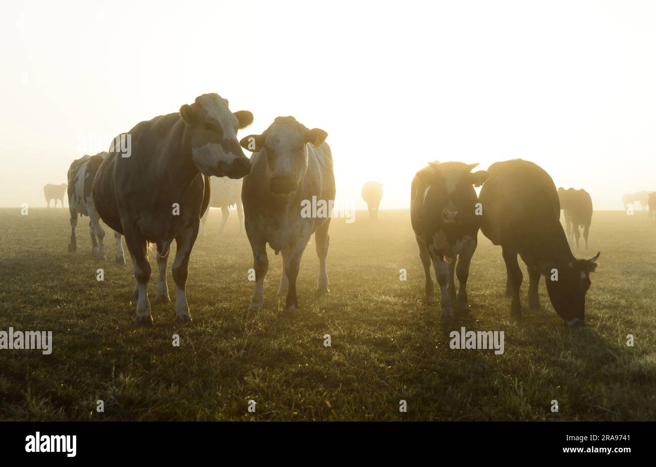 Cows herd on a foggy grass field during the summer at sunrise. A cow is ...