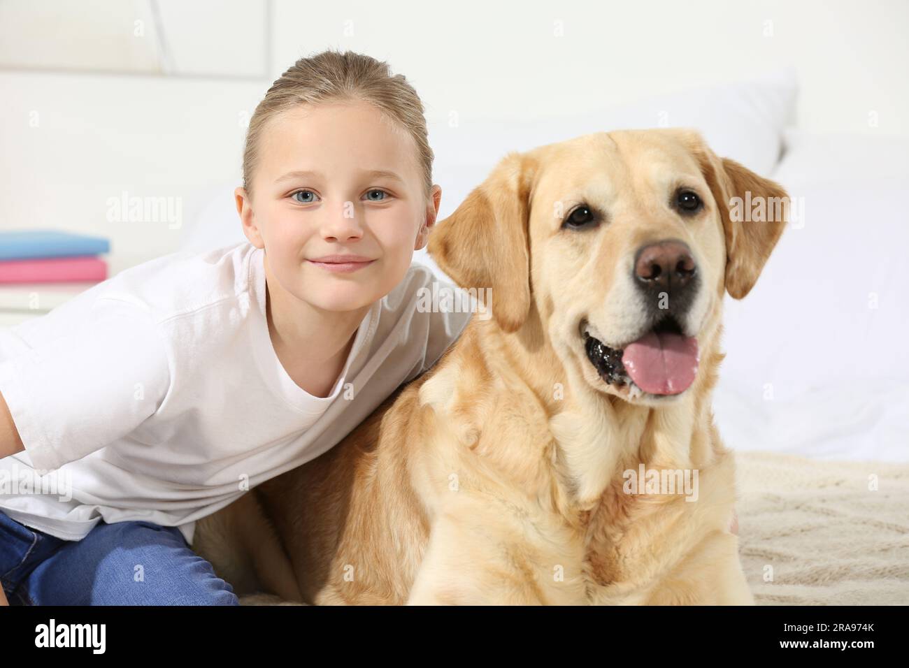 Labrador retriever on bed hi-res stock photography and images - Alamy