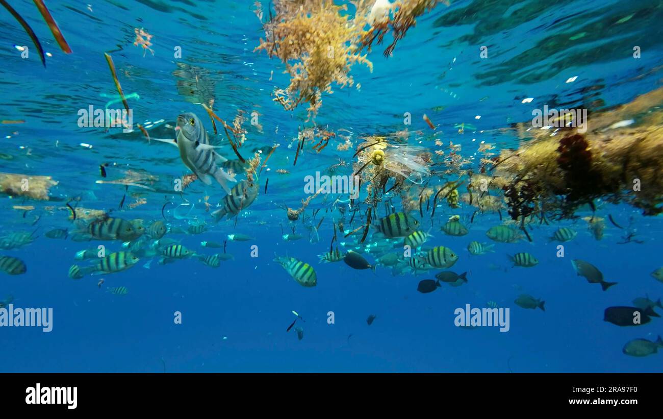 Plastic debris drifts along with scraps of algae on surface of water ...