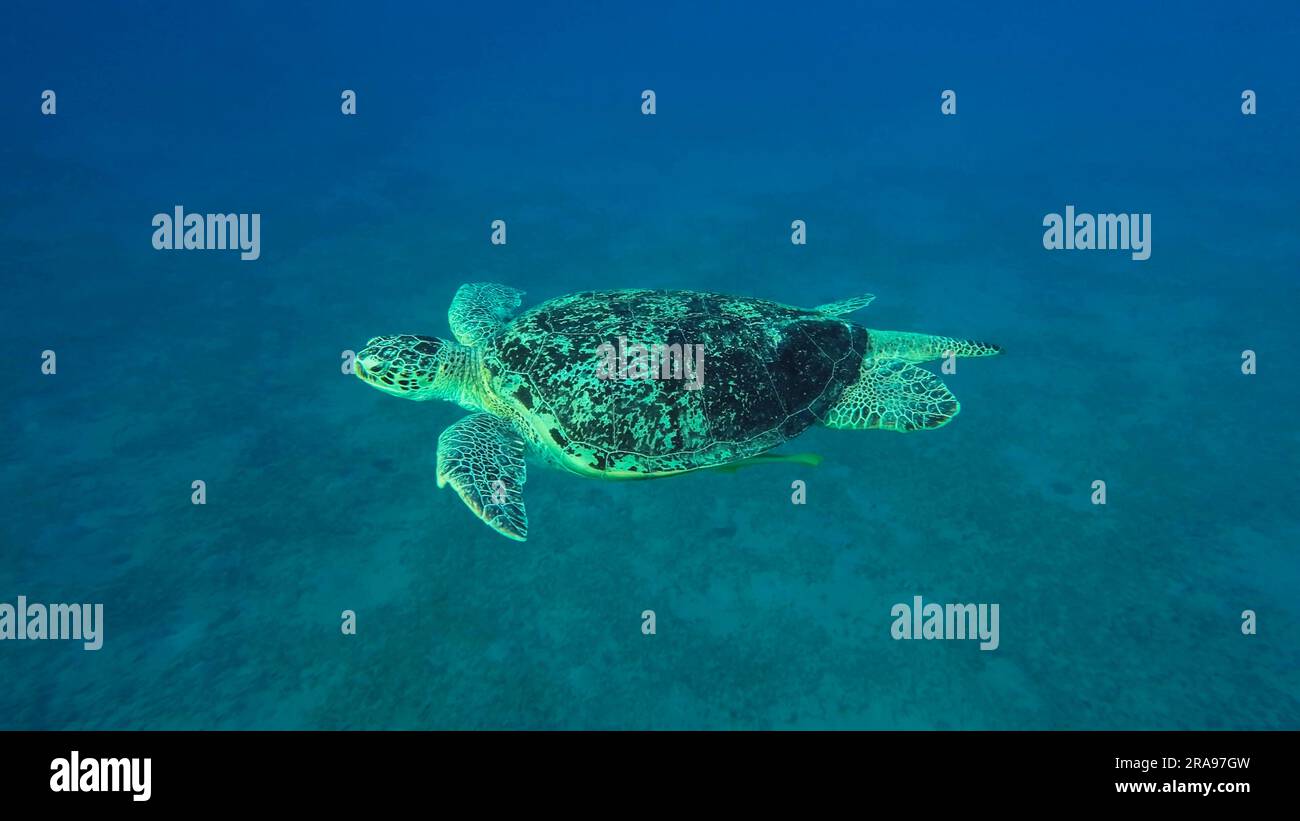Red Sea, Egypt. 17th June, 2023. Great Green Sea Turtle (Chelonia mydas ...