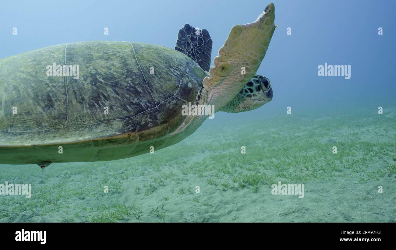 Red Sea, Egypt. 17th June, 2023. Sea Turtle with bite marks on fins ...