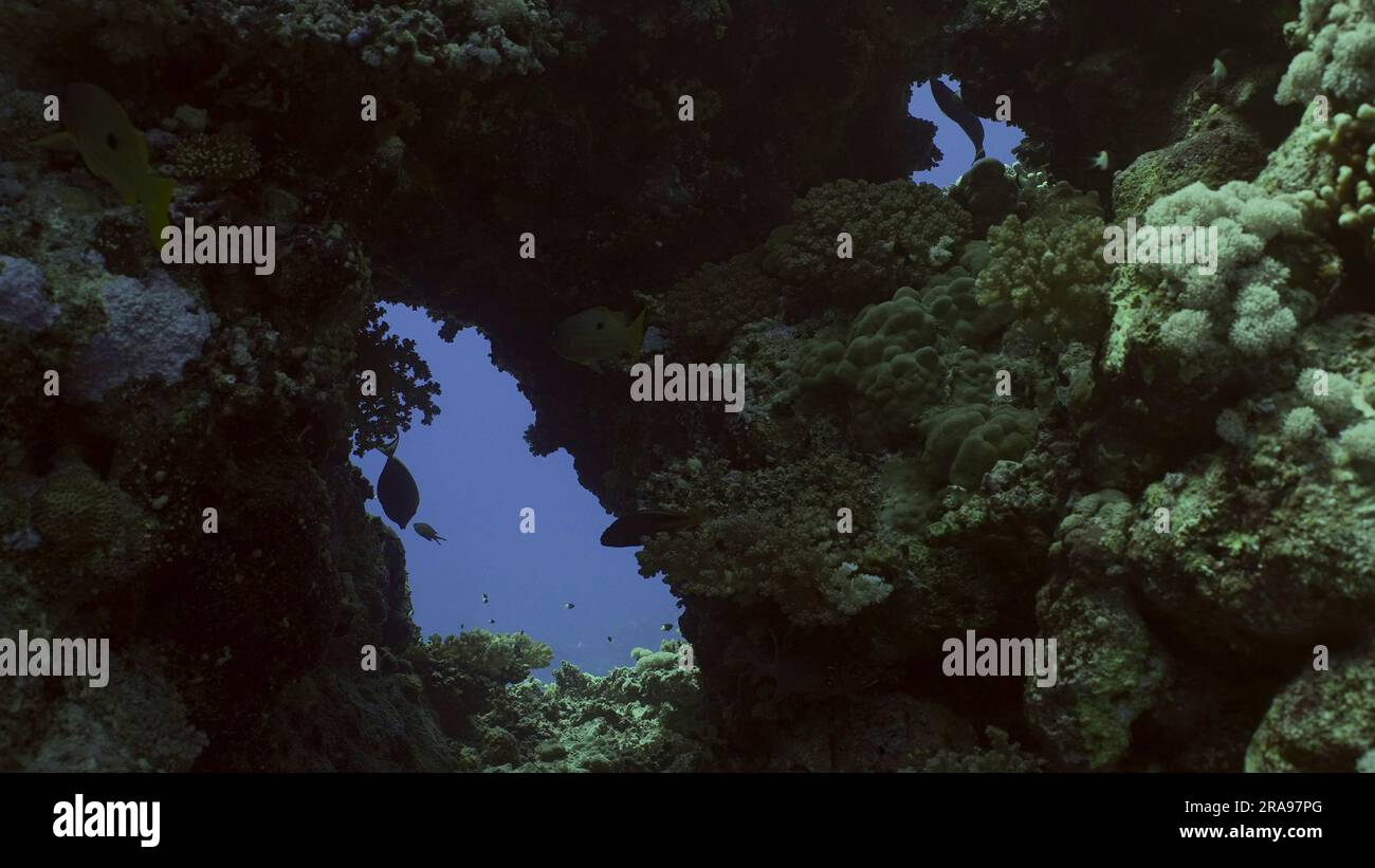 Sunshine penetrate the underwater coral cave and illuminate it ...