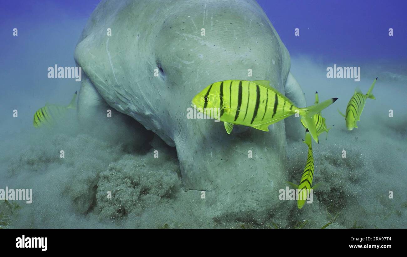 Portrait of Sea Cow or Dugong (Dugong dugon) accompanied by school of ...