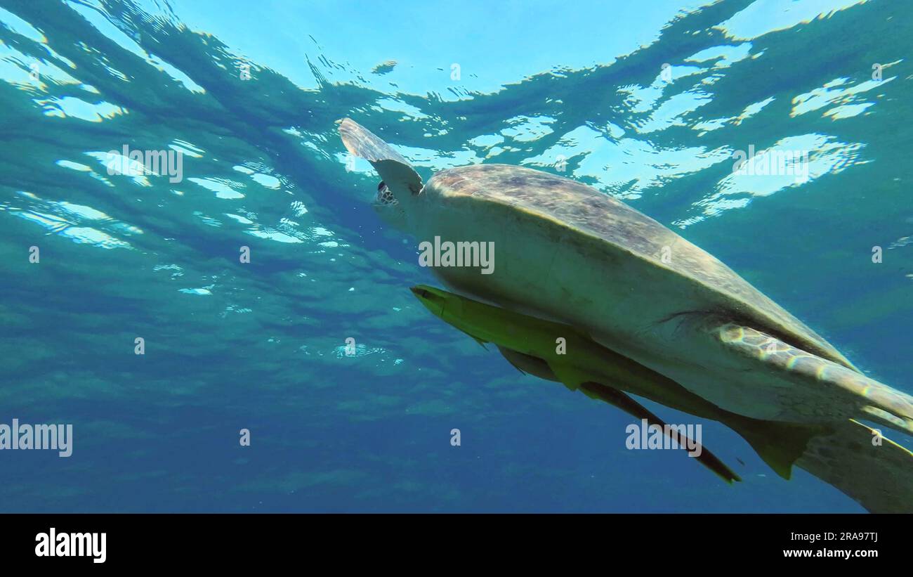 Red Sea, Egypt. 17th June, 2023. Great Green Sea Turtle (Chelonia mydas ...